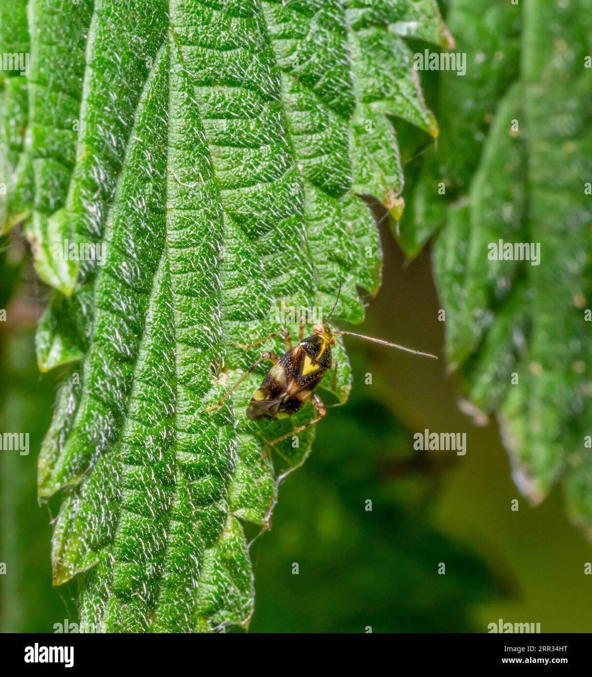 Nettle bug hi-res stock photography and images - Alamy
