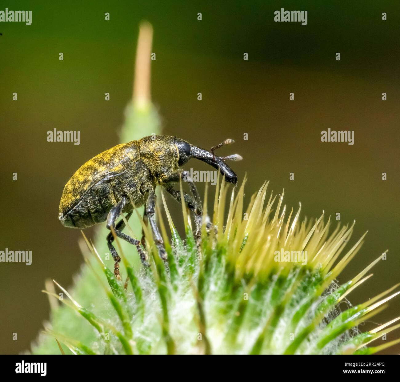 True weevil curculionidae hi-res stock photography and images - Alamy