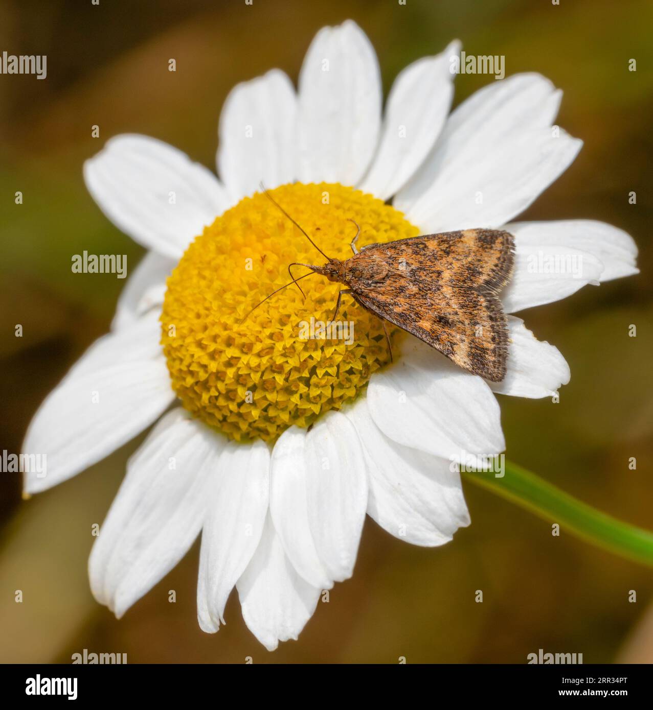 Straw barred pearl moth hi-res stock photography and images - Alamy