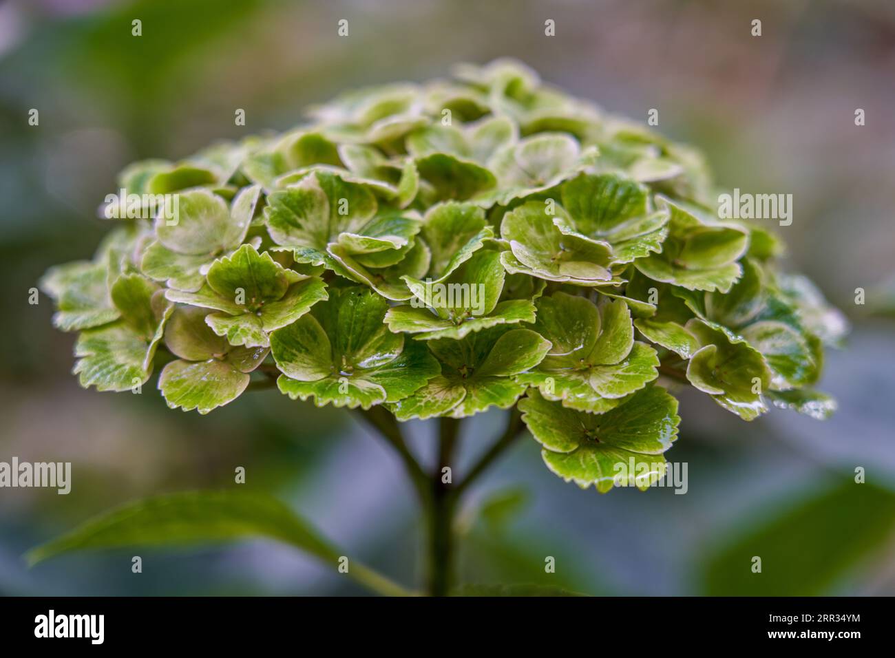 Hydrangea flower close up Stock Photo - Alamy