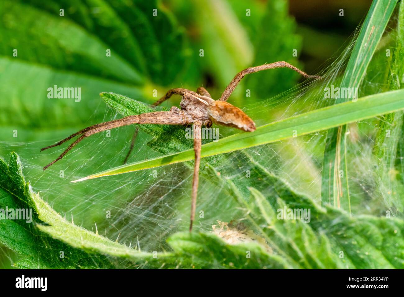 Partly sideways hi-res stock photography and images - Alamy