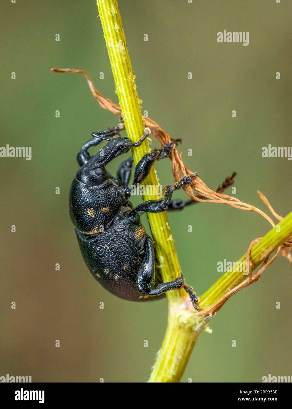 True weevil curculionidae hi-res stock photography and images - Alamy