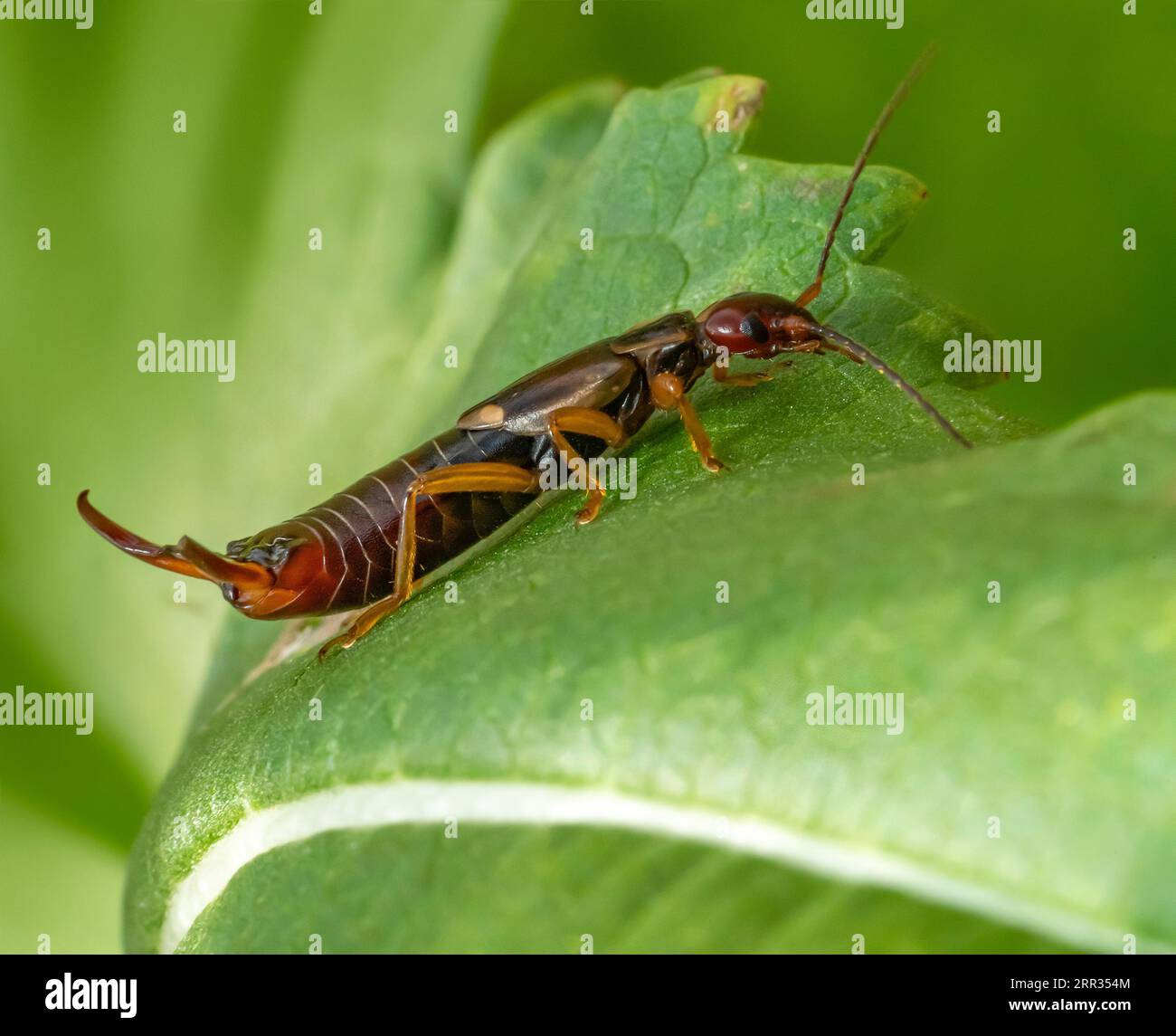 Common earwig european earwig forficula hi-res stock photography and ...