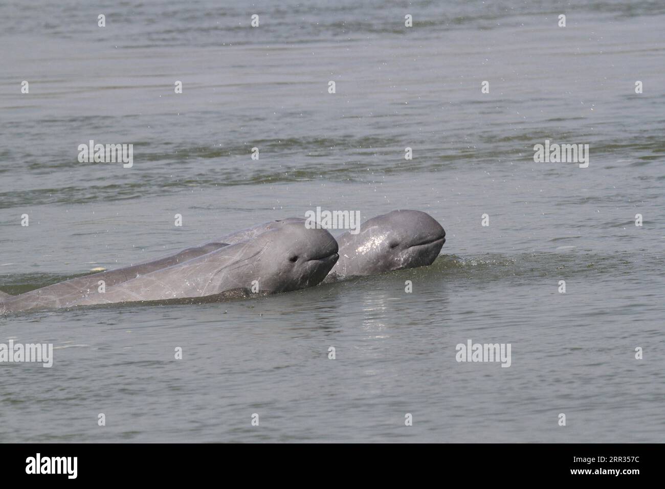 Irrawaddy dolphins hi-res stock photography and images - Alamy