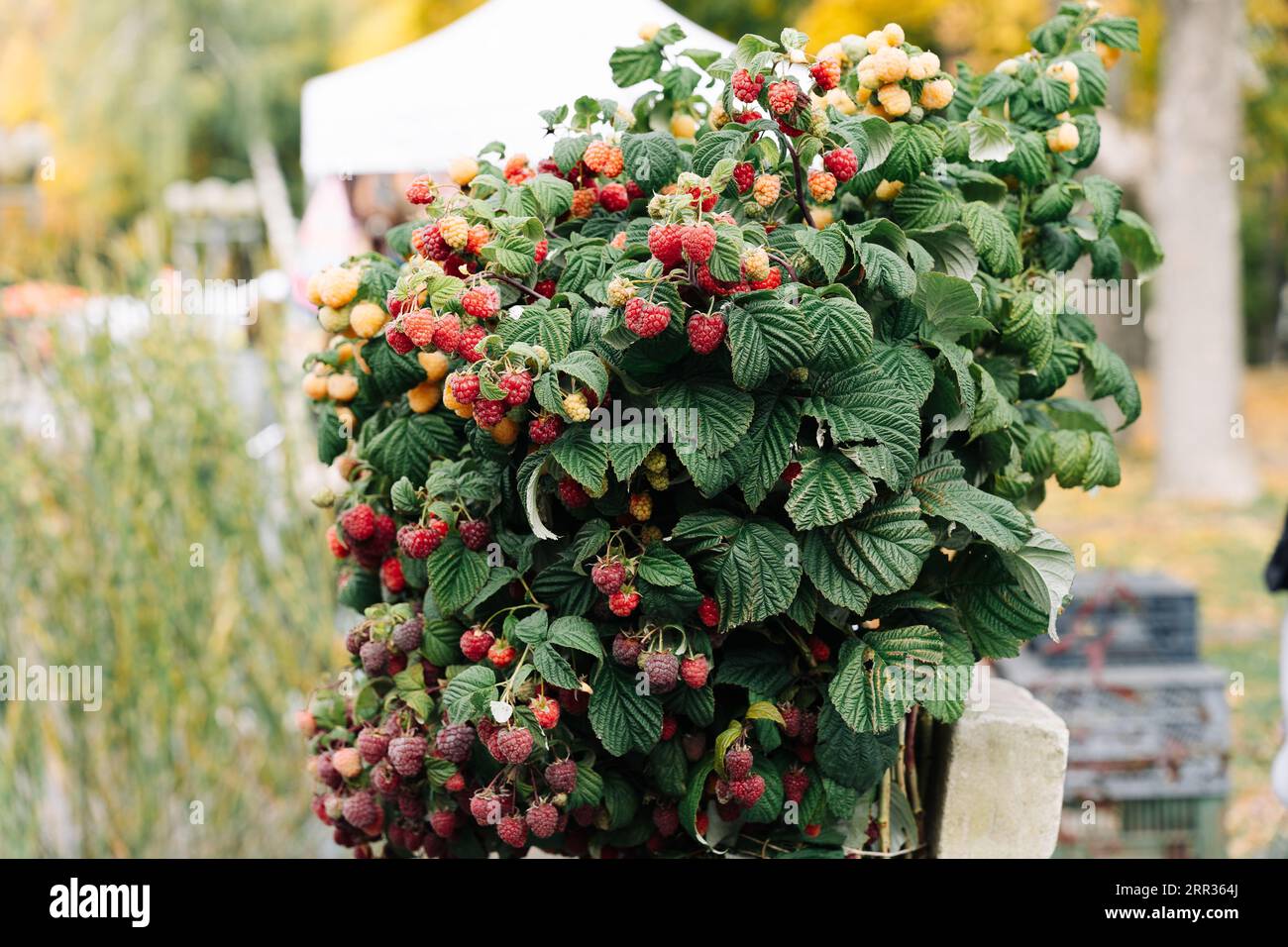 A bush of large garden raspberries, abundantly strewn with berries of ...