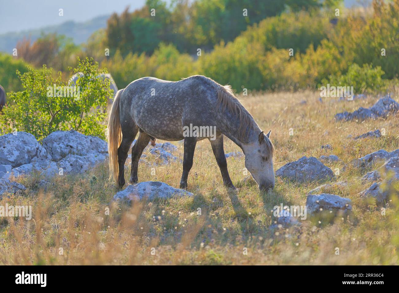Bosnia wild horse hi-res stock photography and images - Alamy