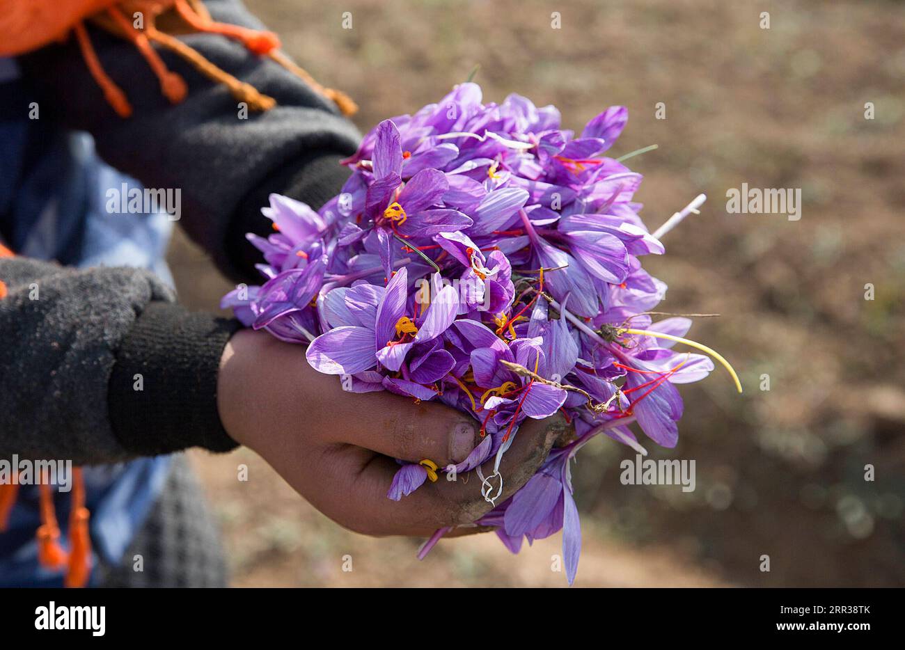 News Bilder des Tages 201027 -- SRINAGAR, Oct. 27, 2020 -- A villager ...
