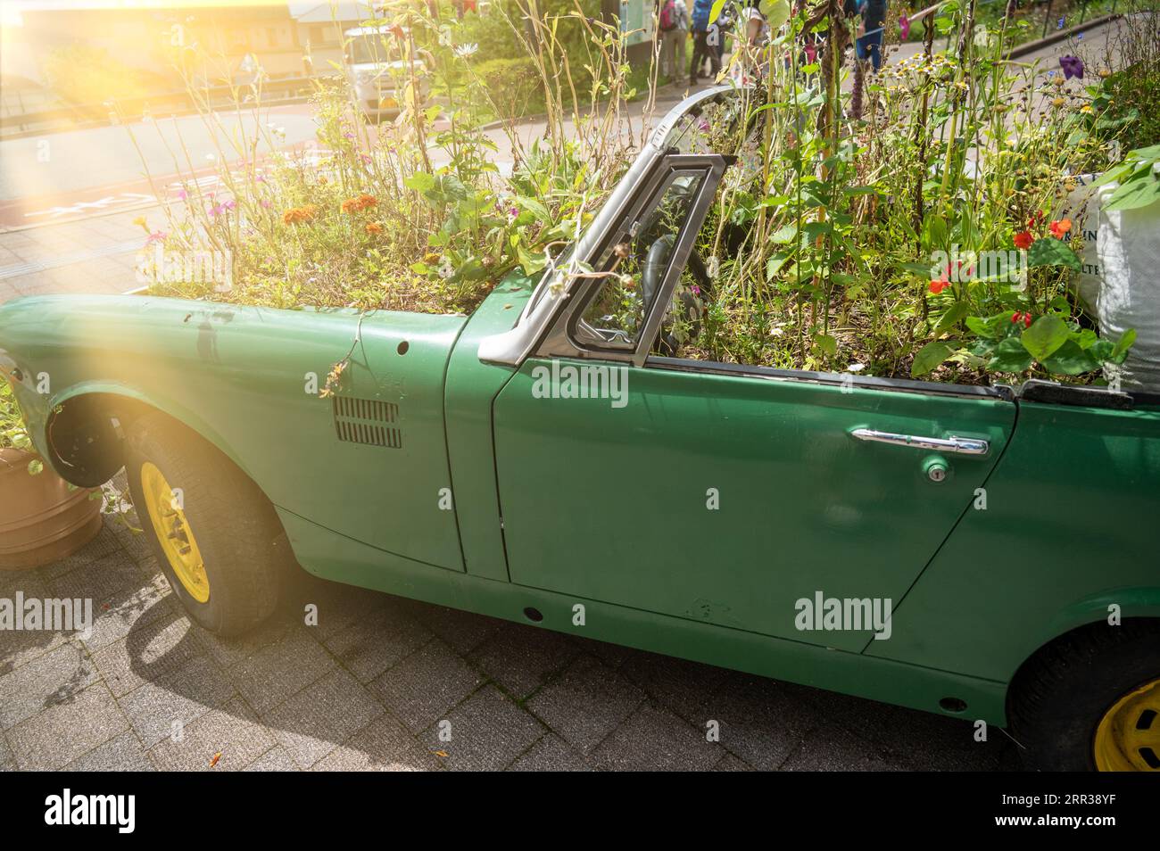 Flowers yard on a recycled car for eco friendly concept. Gardening on a ...