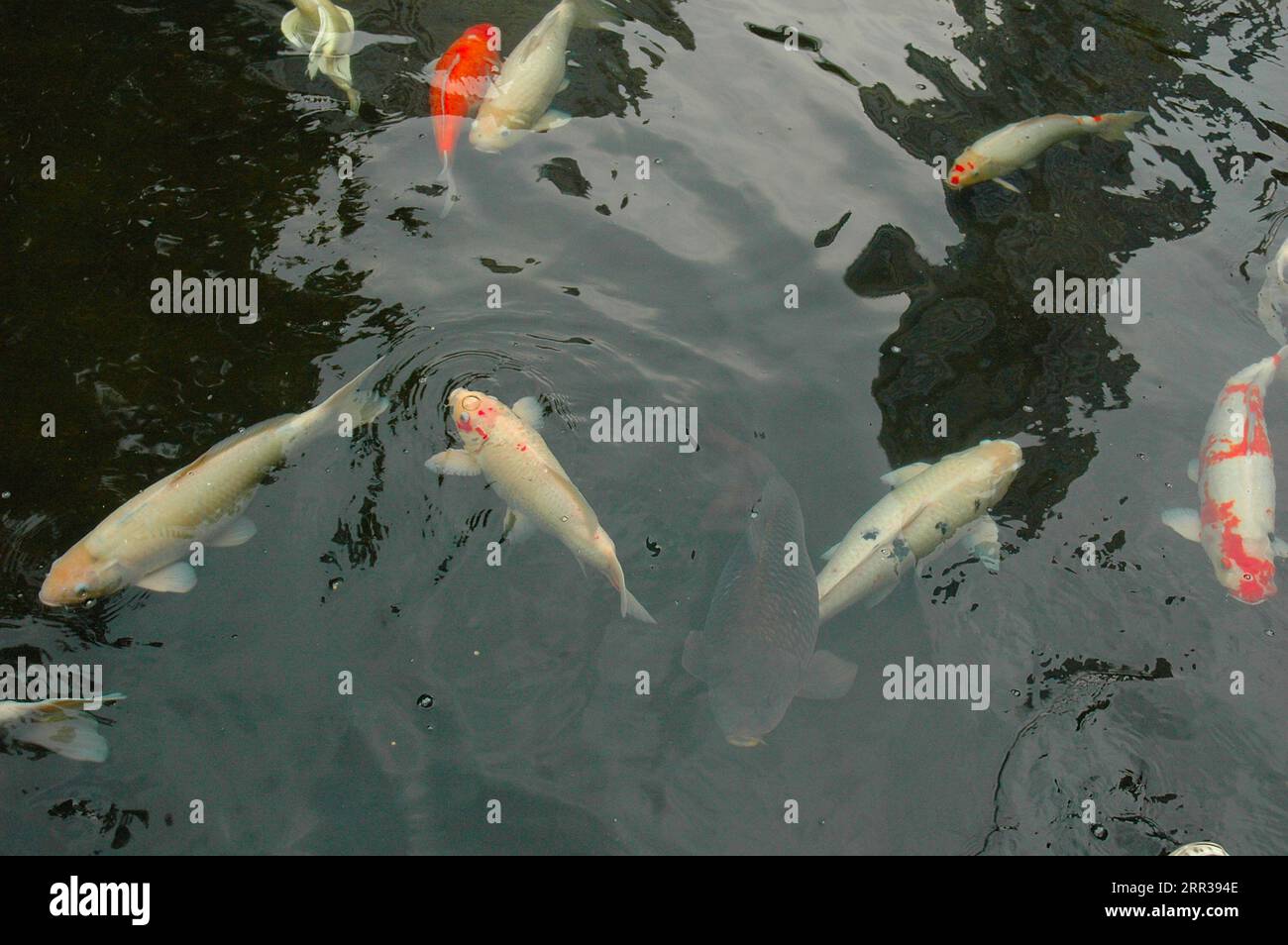 Vibrant koi fish life swims through the water, showcasing the aquatic ...