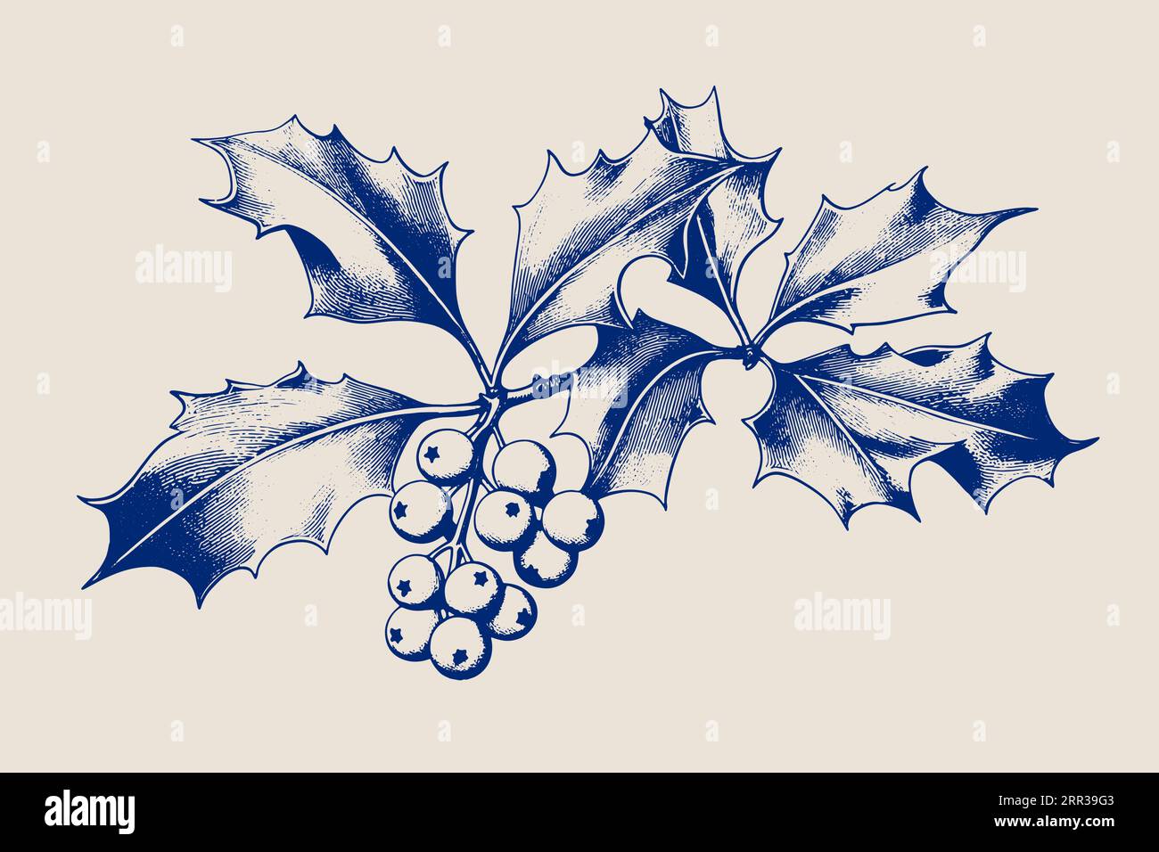 Drawing of a holly hi-res stock photography and images - Alamy