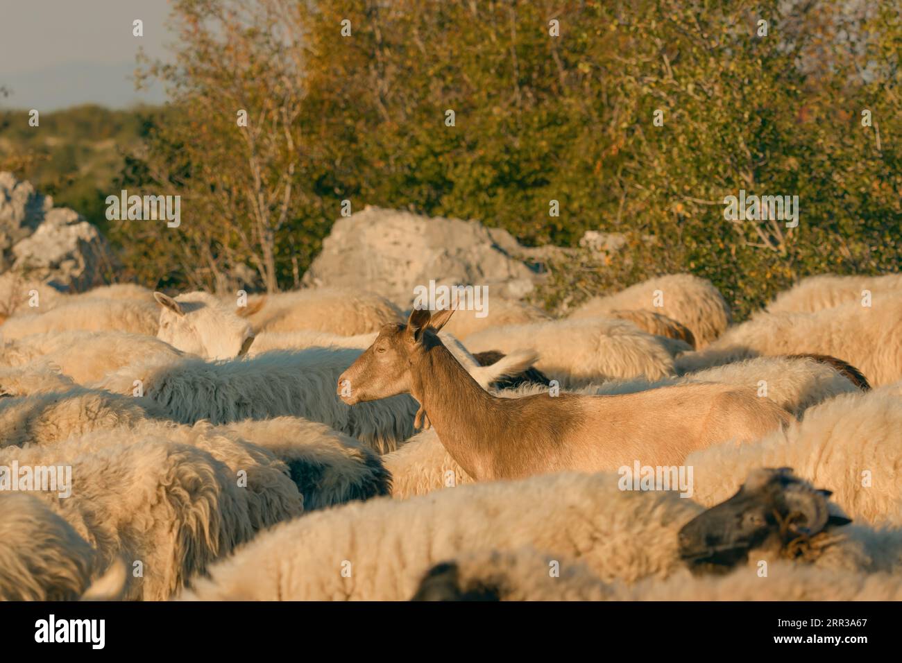 Sheep Flock with Lone Vigilant Goat in Bile Stock Photo - Alamy