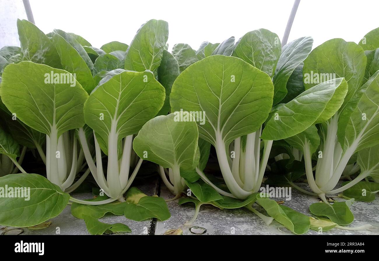 Chinese Cabbage plant on Hydroponic Floating Raft System Stock Photo ...