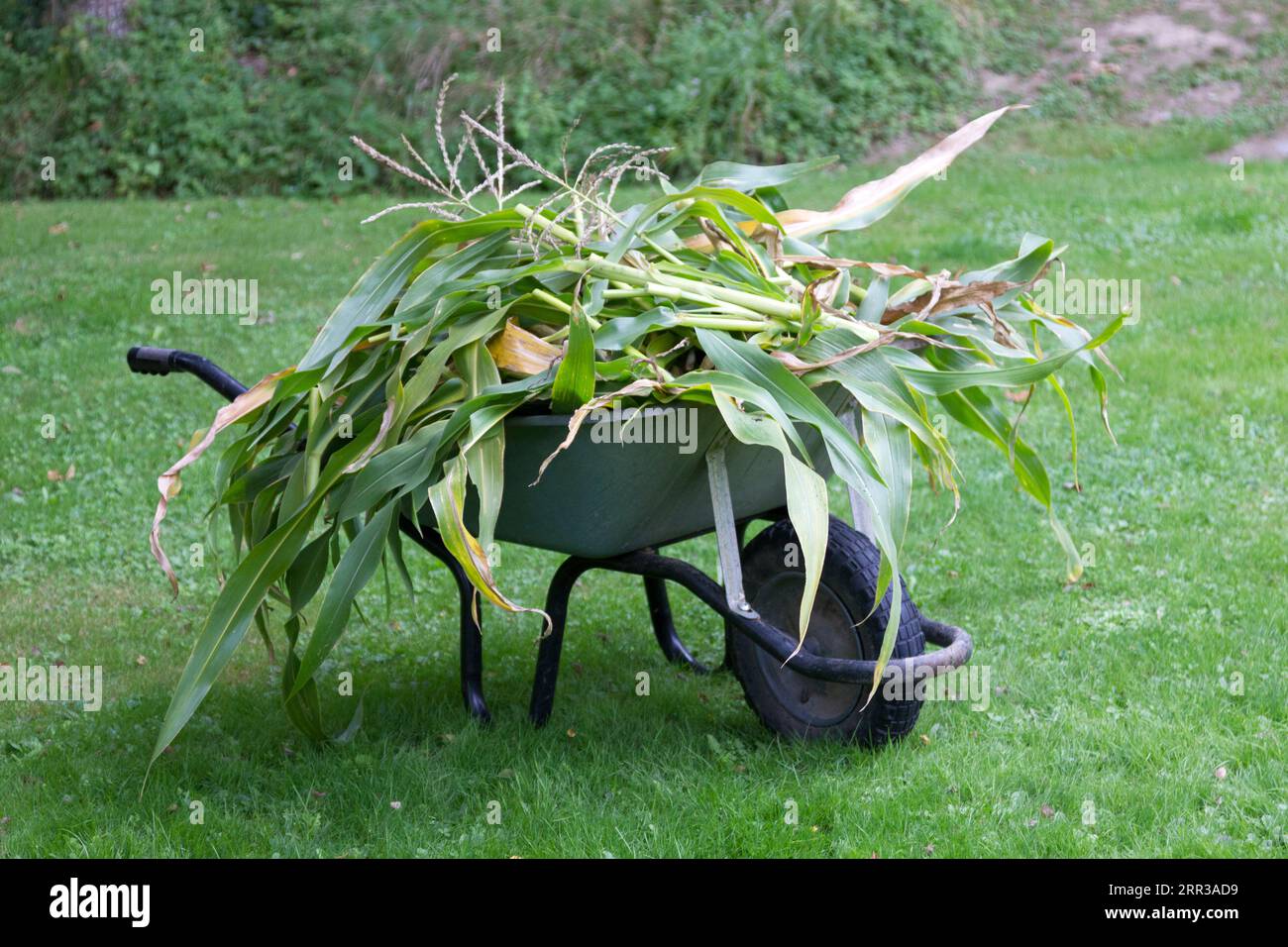 Wheelbarrow full of cleared sweetcorn plants Stock Photo - Alamy