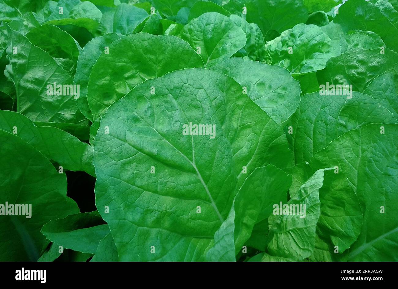 Curly Mustard Leaf plant on Hydroponic Floating raft System Stock Photo ...