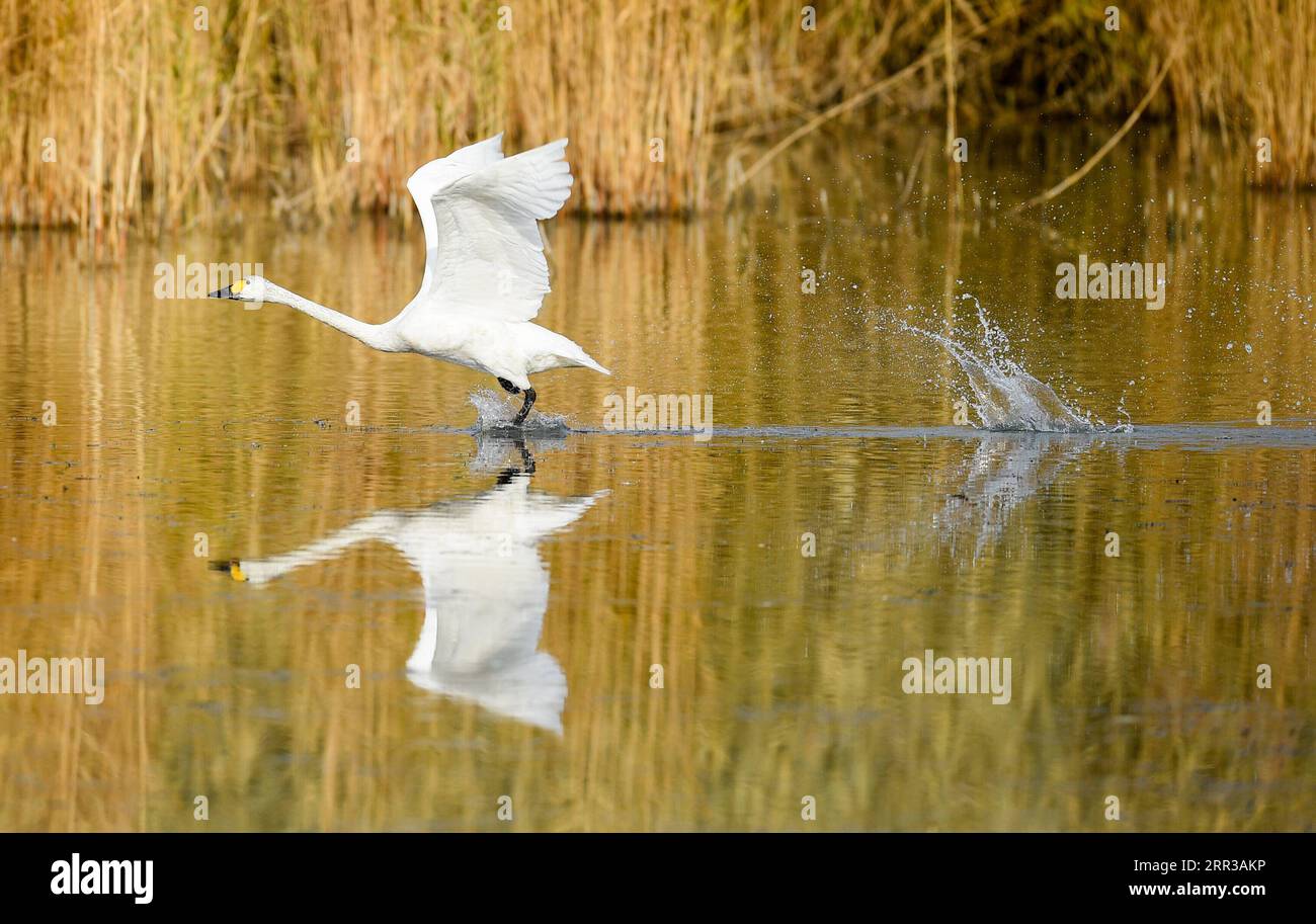 Suhai hi-res stock photography and images - Alamy