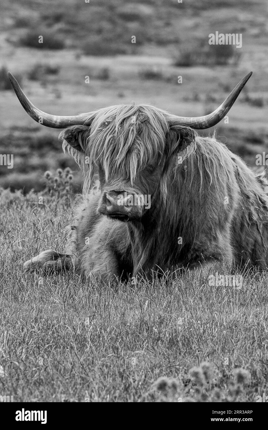 Vertical black and white image featuring a long horned yak resting on ...