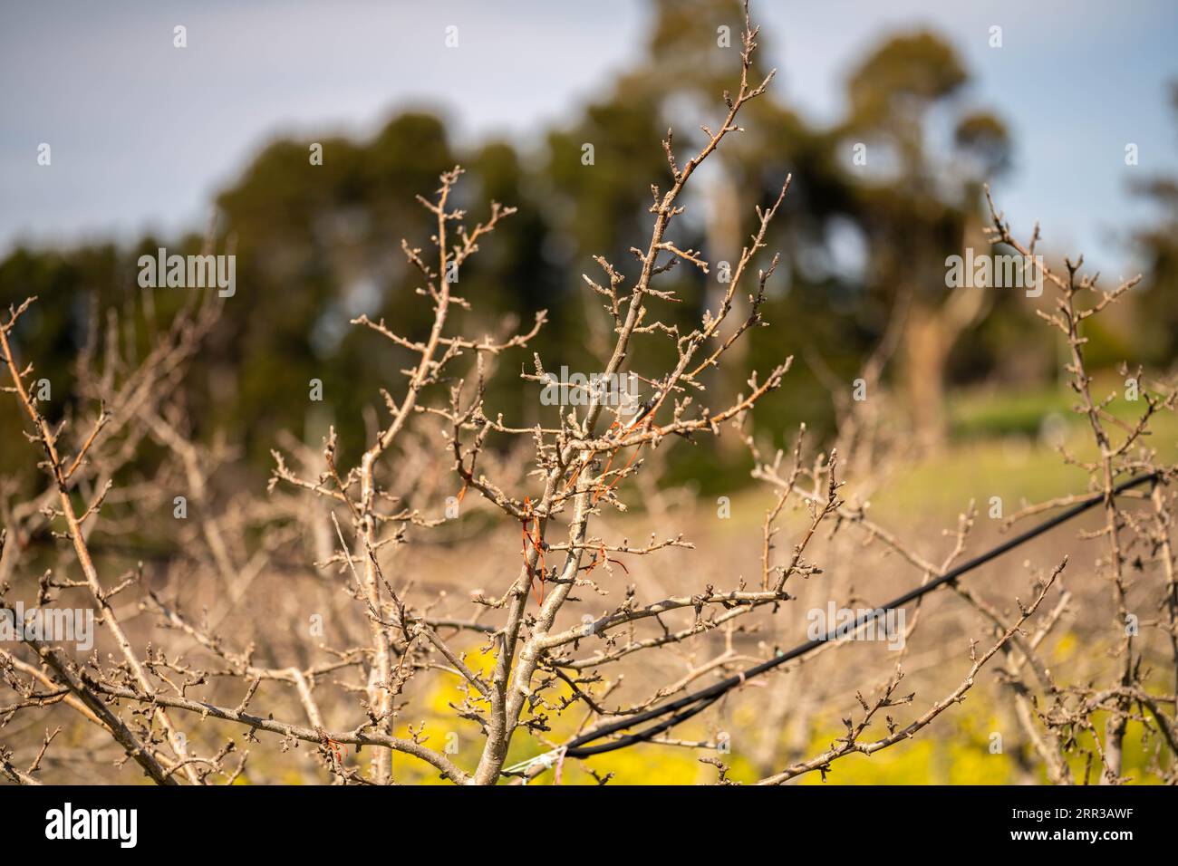 Rows of prune trees hi-res stock photography and images - Alamy