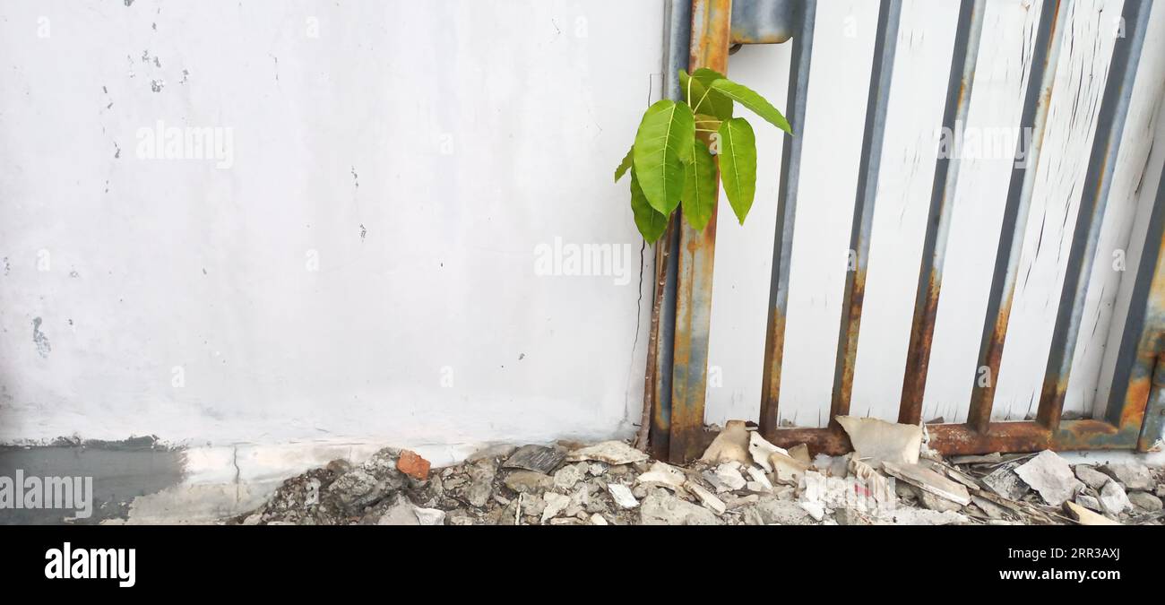 Mango Tree Growth on stone Rumble Stock Photo - Alamy