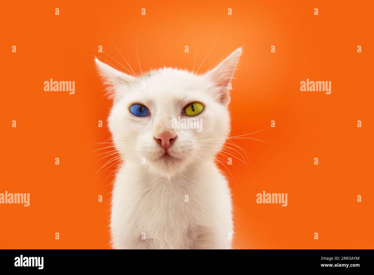 Portrait kitten cat looking at camera celebrating halloween. Isolated ...