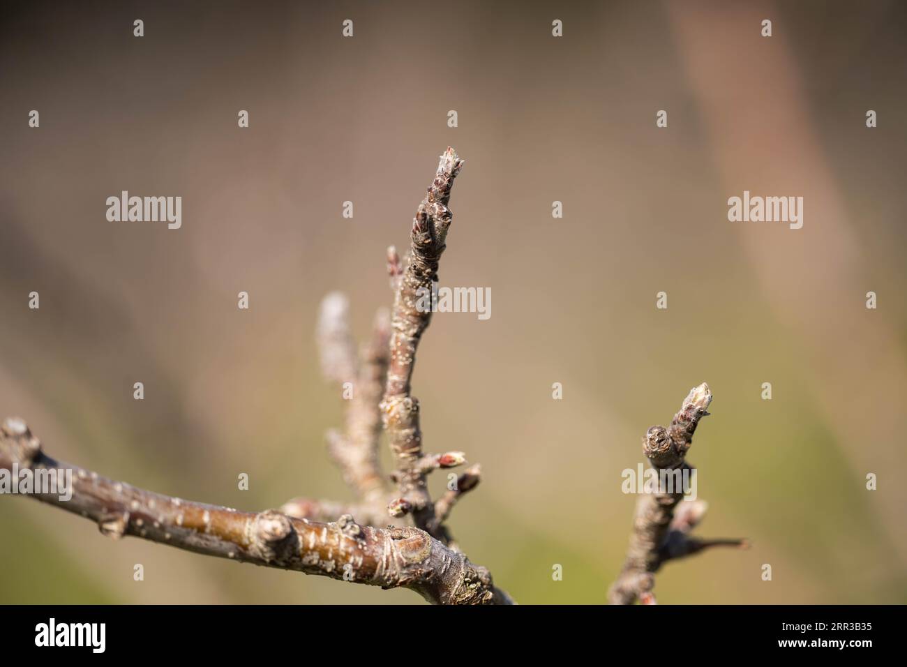 Rows of prune trees hi-res stock photography and images - Alamy