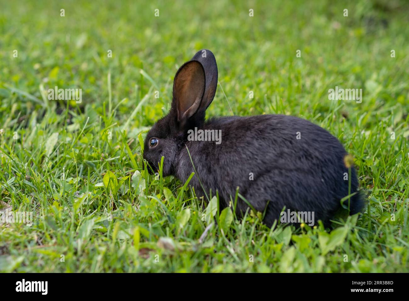 Rabbit with big ears walking in the garden on the lawn Stock Photo - Alamy