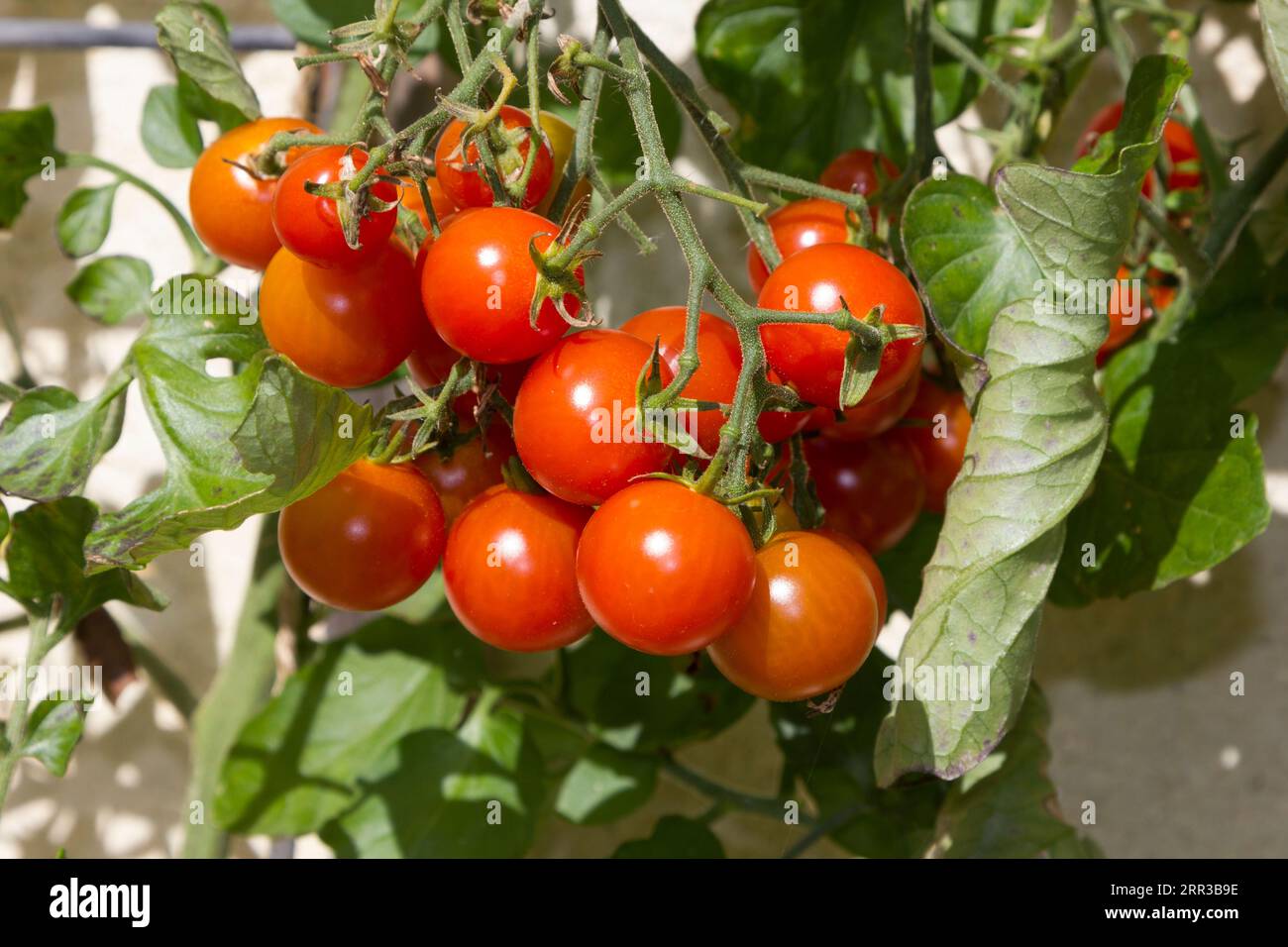 Home grown red tomatoes hi-res stock photography and images - Alamy
