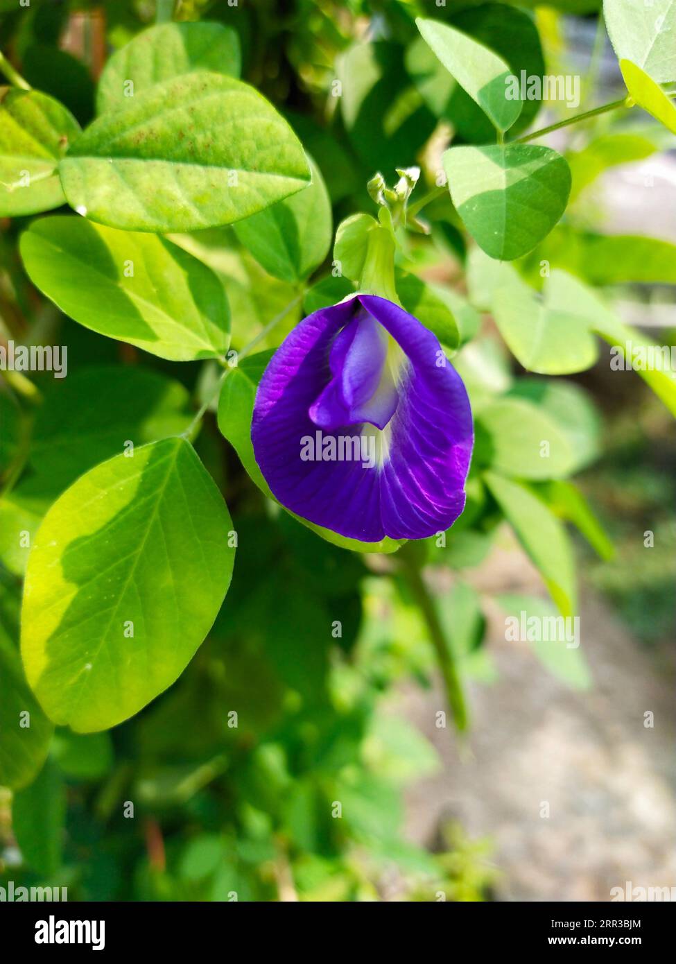 Butterfly Pea (in Indonesia called Bunga Telang Stock Photo - Alamy