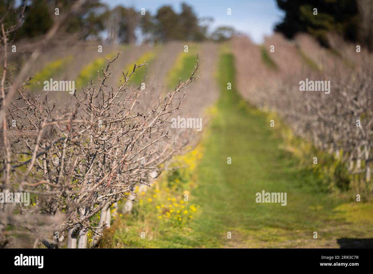 Rows of prune trees hi-res stock photography and images - Alamy