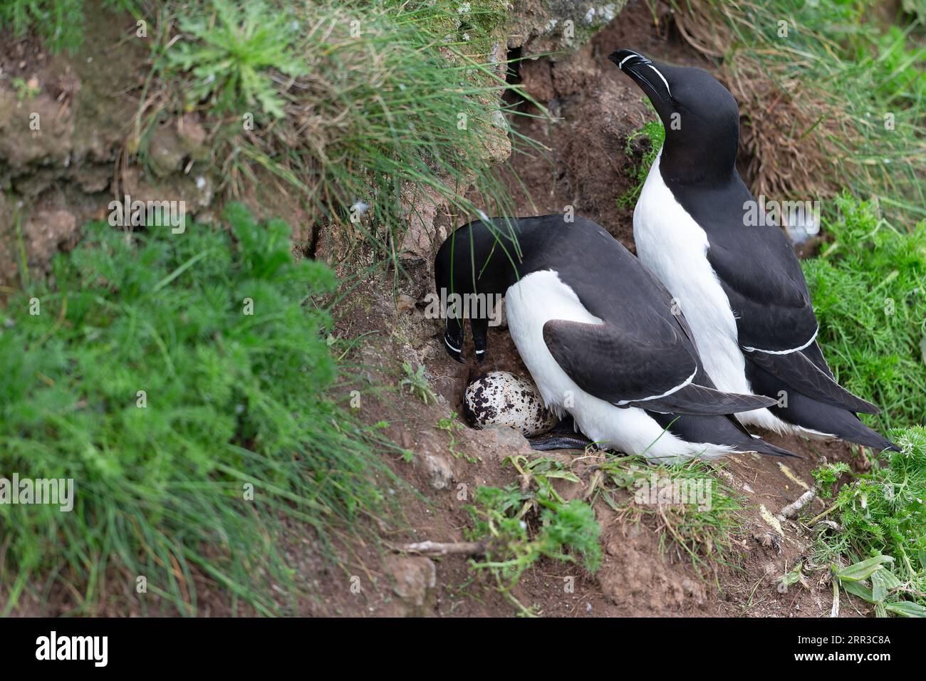 Razorbill (Alca torda) pair turning egg Bempton Cliffs Yorkshire GB UK ...