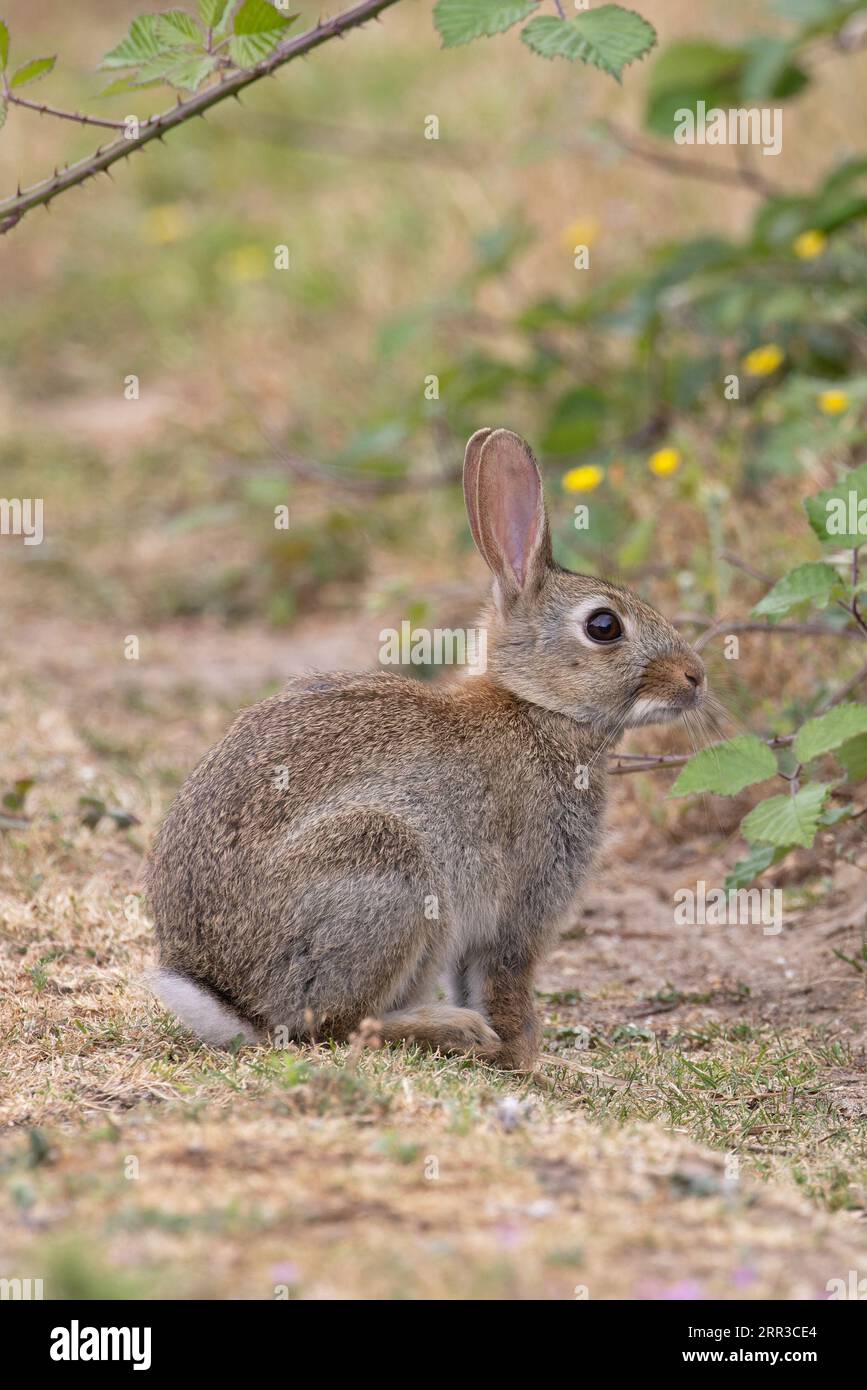 Rabbit (Oryctolagus cuniculus) Norwich June 2023 Stock Photo - Alamy