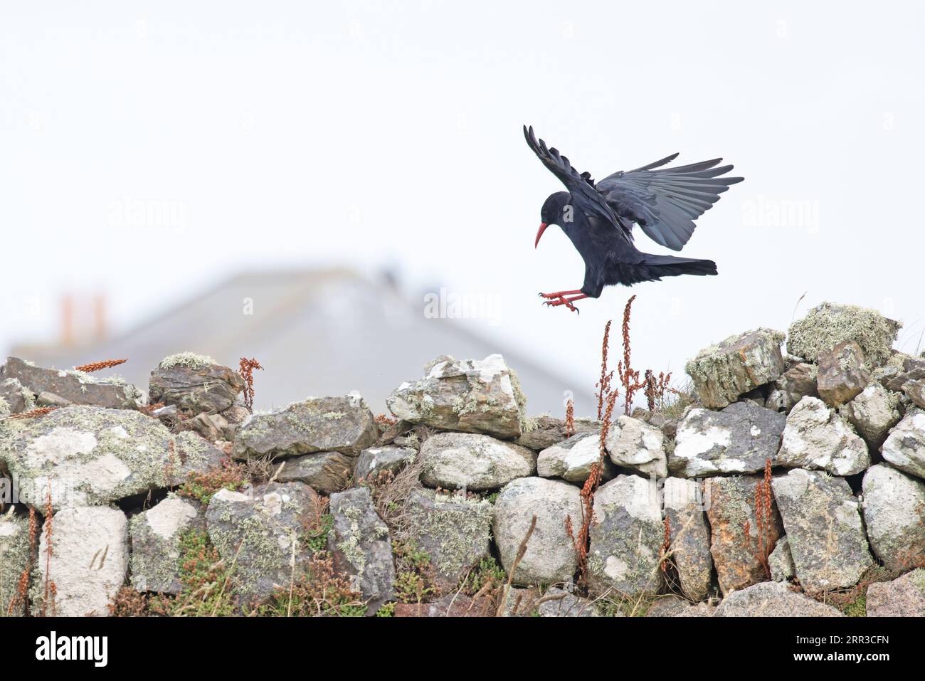 Cornwall birds hi-res stock photography and images - Alamy
