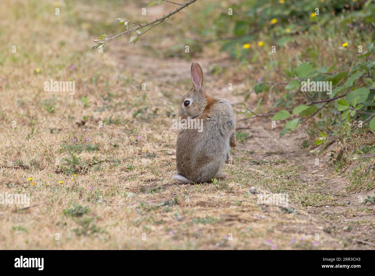 Rabbits uk june hi-res stock photography and images - Alamy