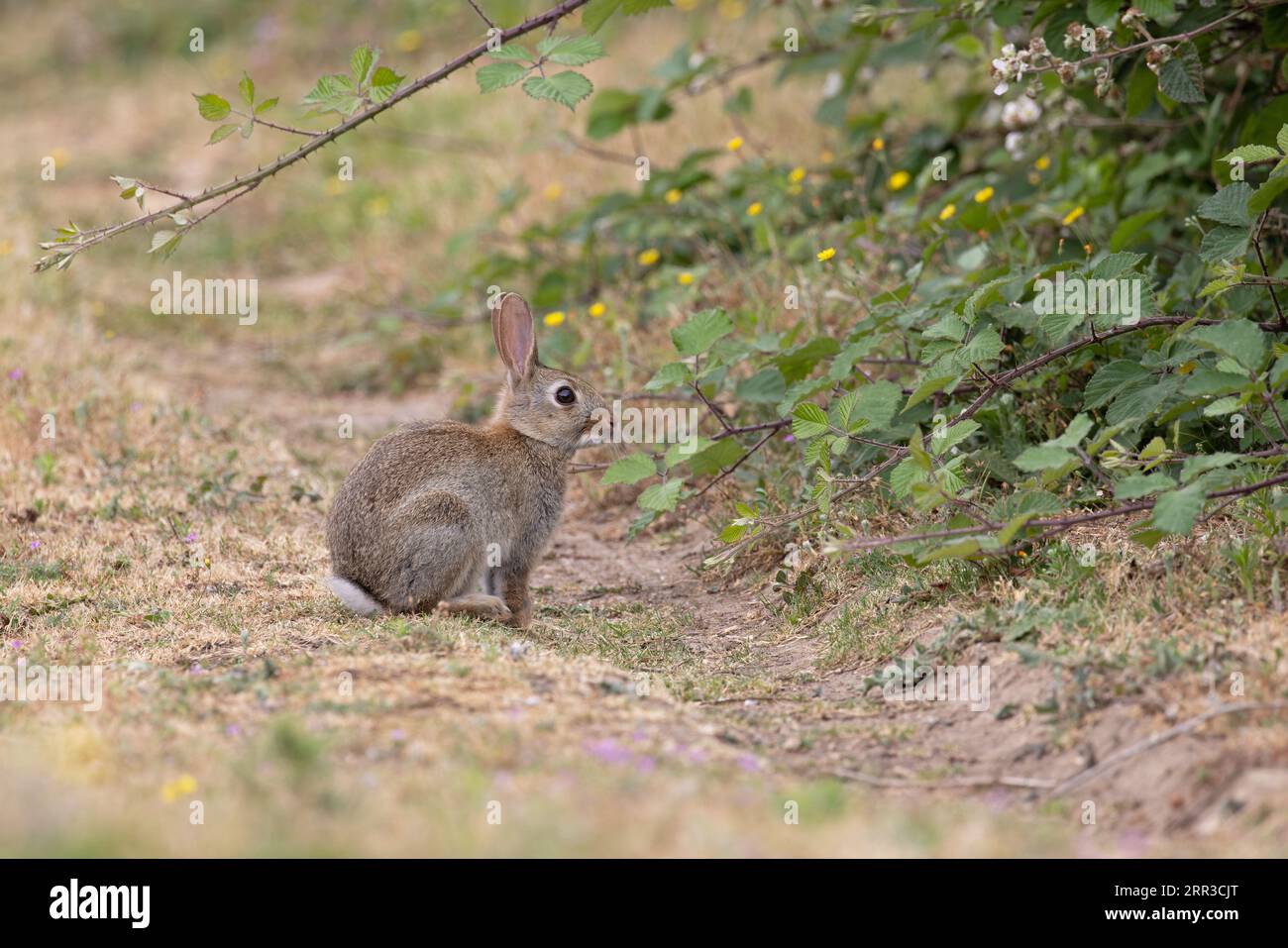 Rabbits uk june hi-res stock photography and images - Alamy