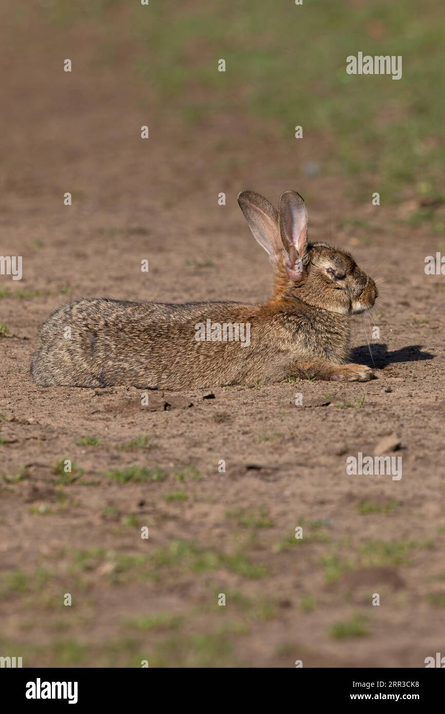 Rabbit (Oryctolagus cuniculus) Norwich July 2023 Stock Photo - Alamy
