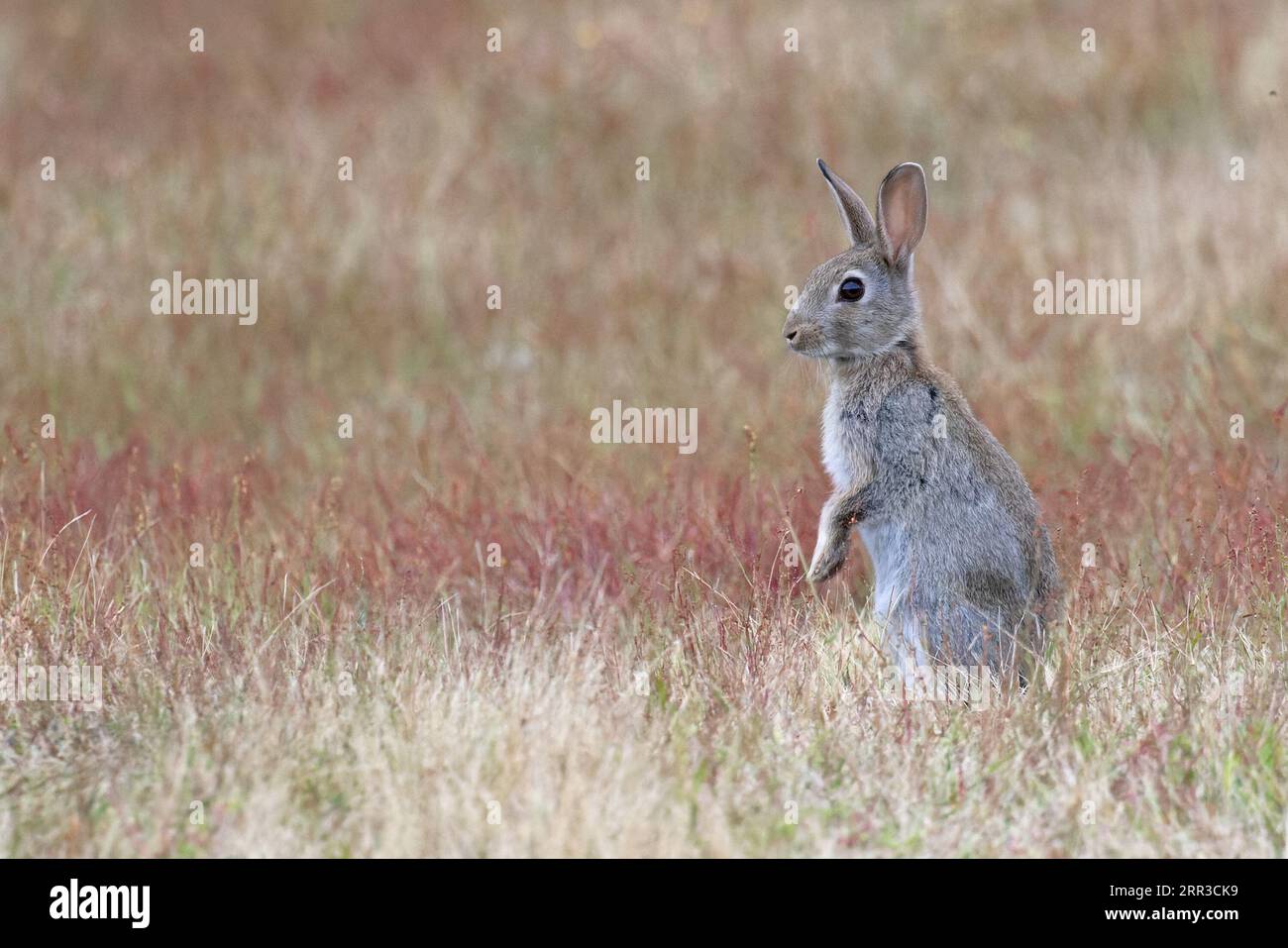 Rabbit (Oryctolagus cuniculus) Norwich July 2023 Stock Photo - Alamy