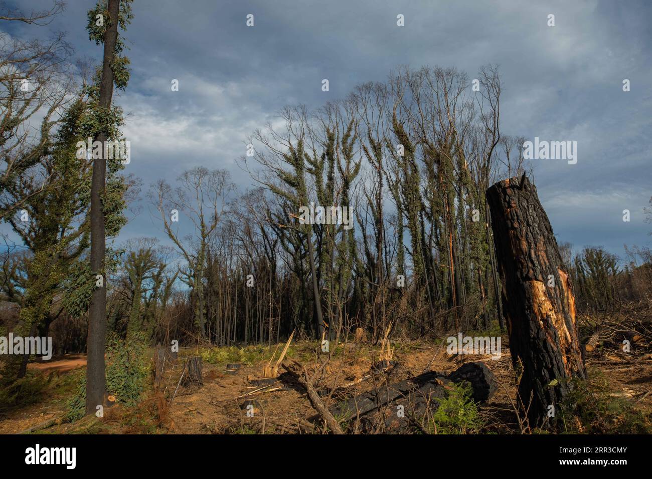 201030 -- CANBERRA, Oct. 30, 2020 -- Photo taken on Oct. 5, 2020 shows ...