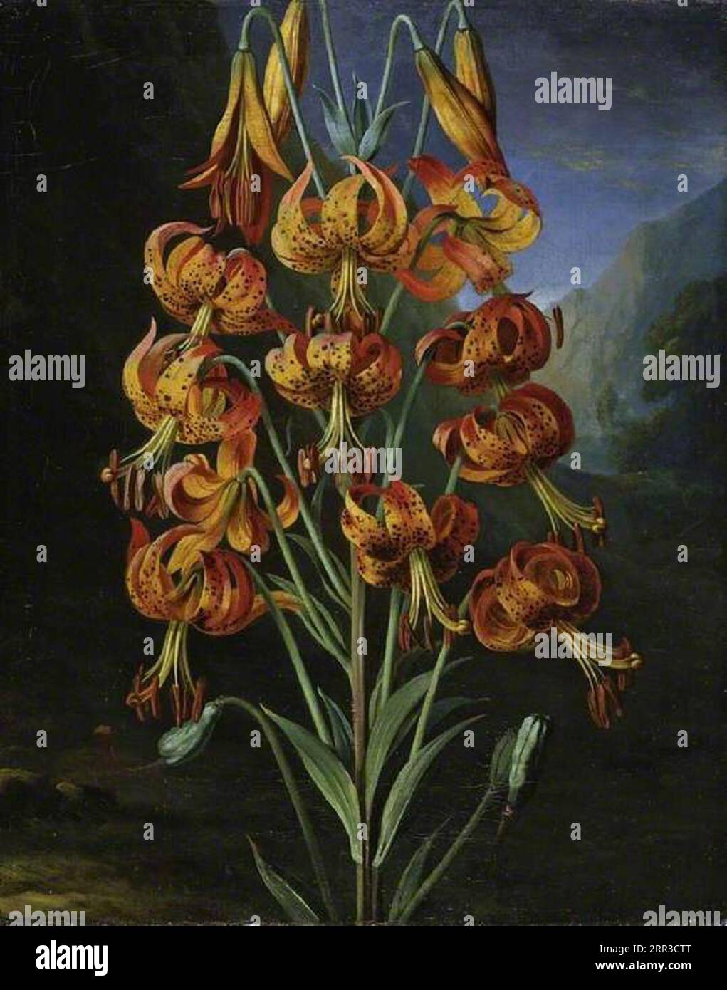 Lilium Superbum by Philip Reinagle the younger Stock Photo - Alamy