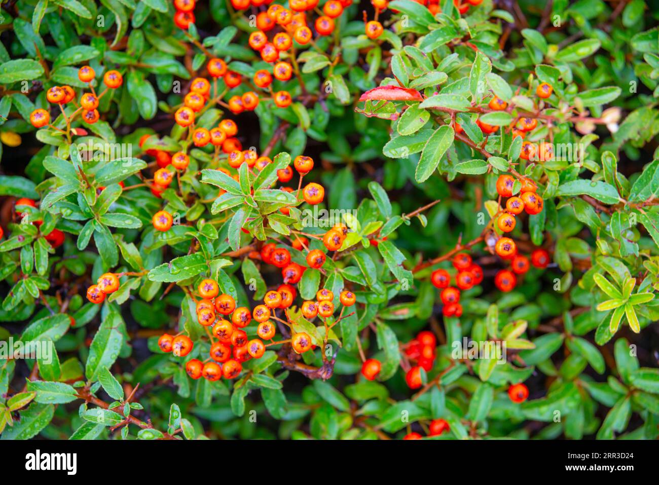 Leaves and berries Stock Photo - Alamy