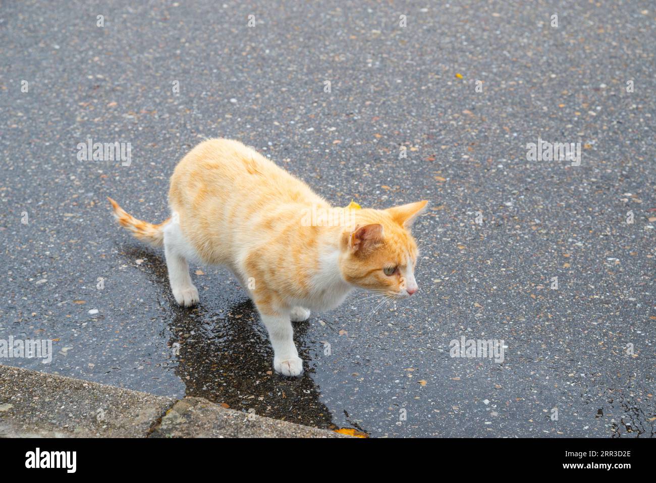 Pavimento exterior hi-res stock photography and images - Alamy