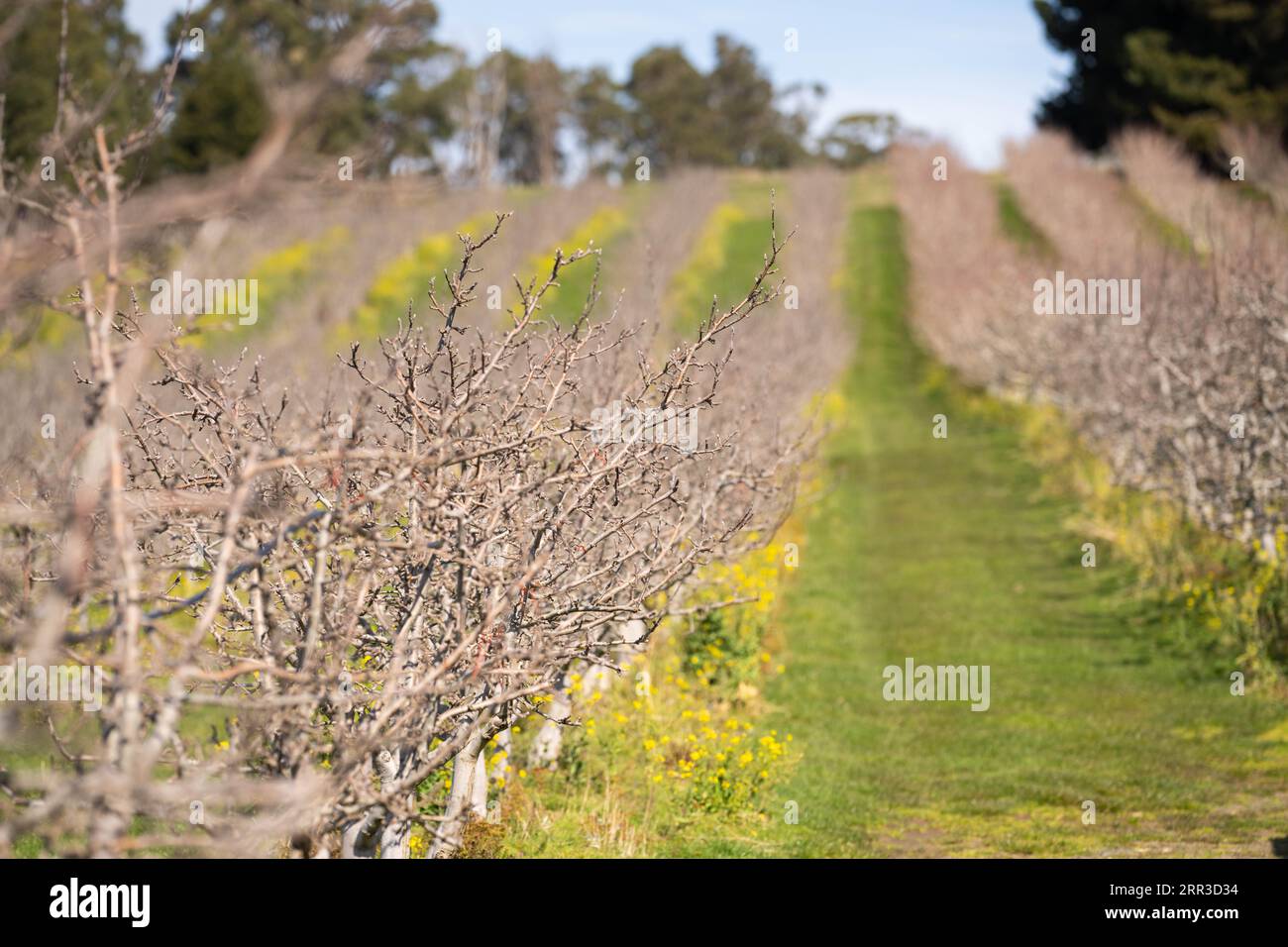 Rows of prune trees hi-res stock photography and images - Alamy