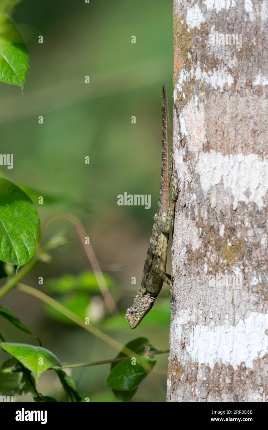 Tropical lizard with thorny back crawling down a tree trunk Stock Photo ...