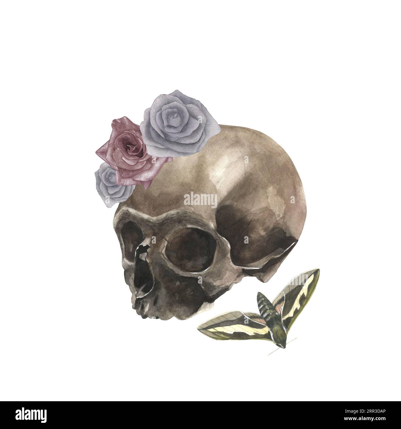 Watercolor illustration of a skull, moth and dusty roses. Isolated on a ...