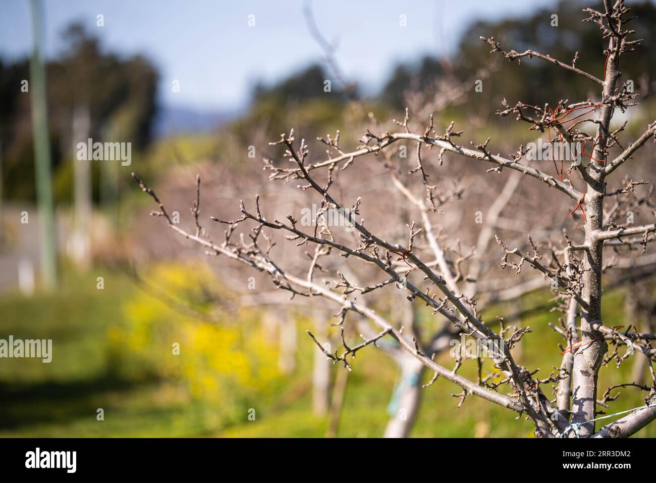 rows of dormant apple trees in an orchard on a farm Stock Photo - Alamy