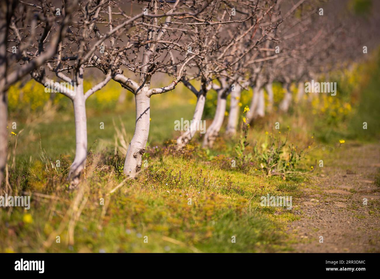 Rows of prune trees hi-res stock photography and images - Alamy