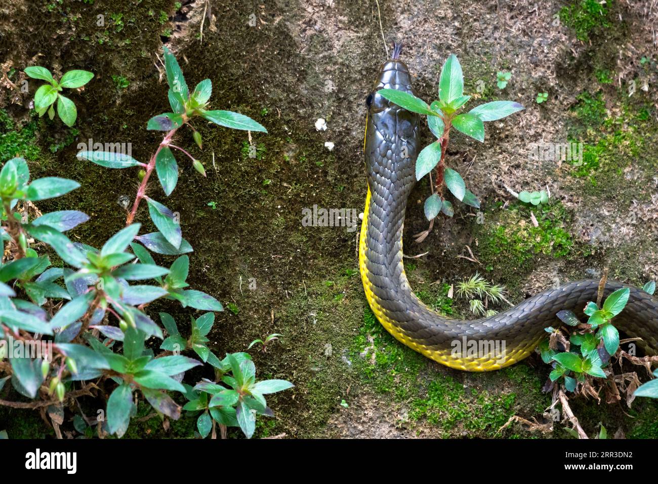 Portrait of a Brown Vine Snake slithering up a rock wall with plants ...