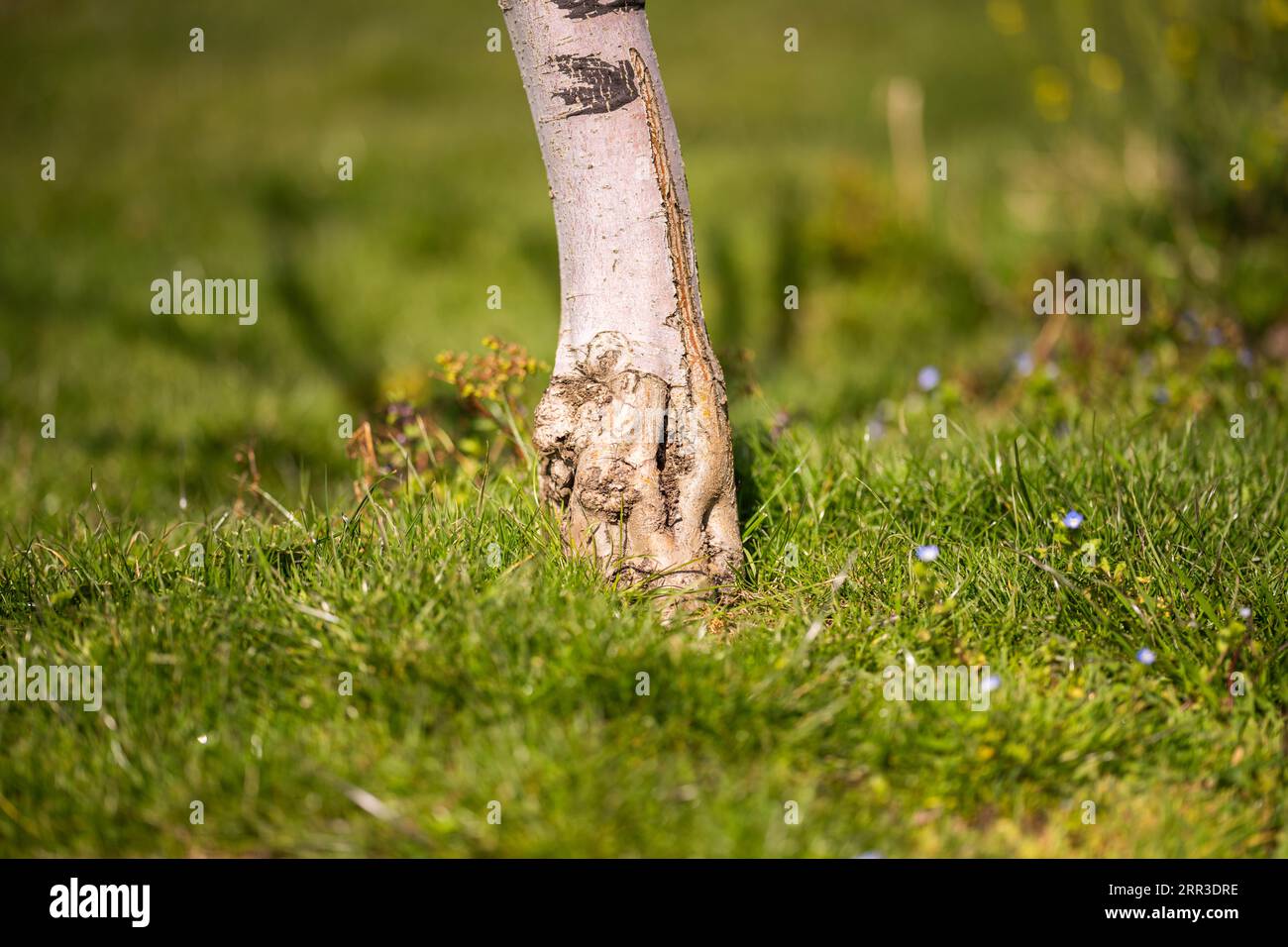 apple trees in an orchard on a farm in australia Stock Photo - Alamy