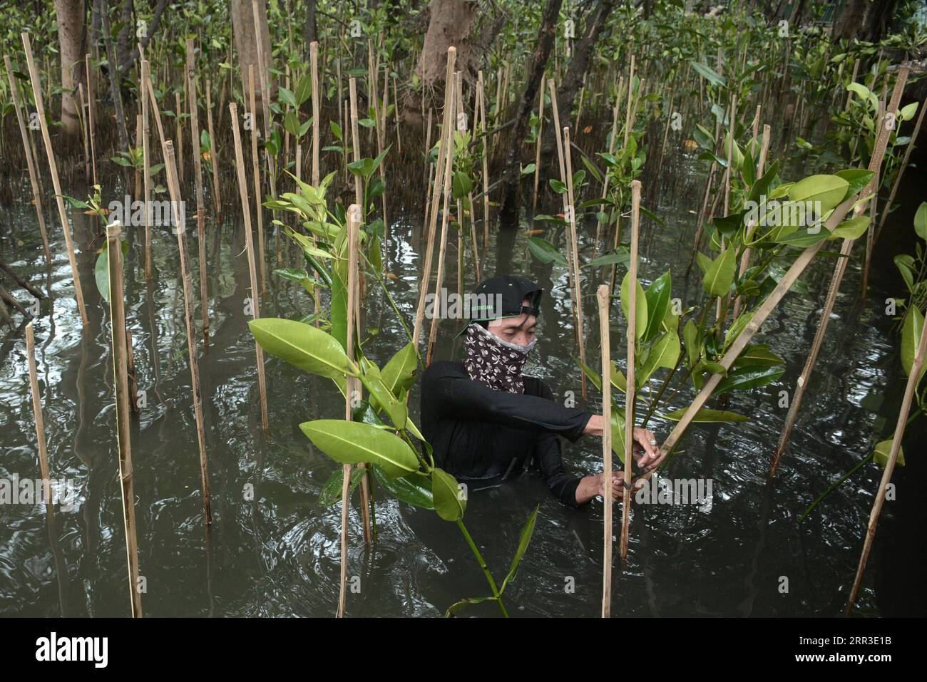 201031 -- JAKARTA, Oct. 31, 2020 -- A worker plants mangrove trees at a ...
