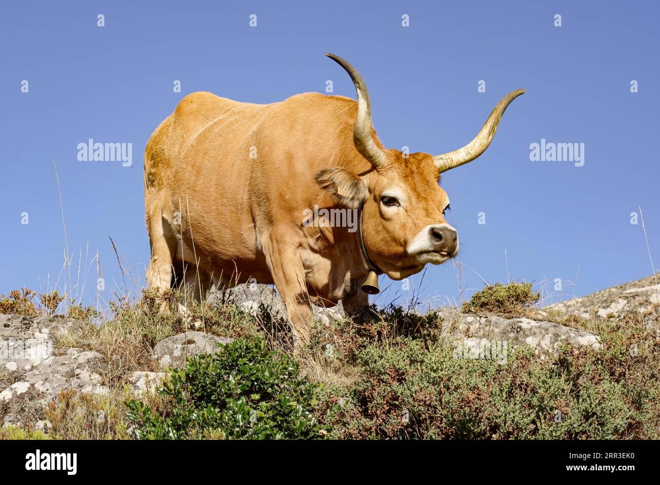Pure bred beef cattle hi-res stock photography and images - Alamy