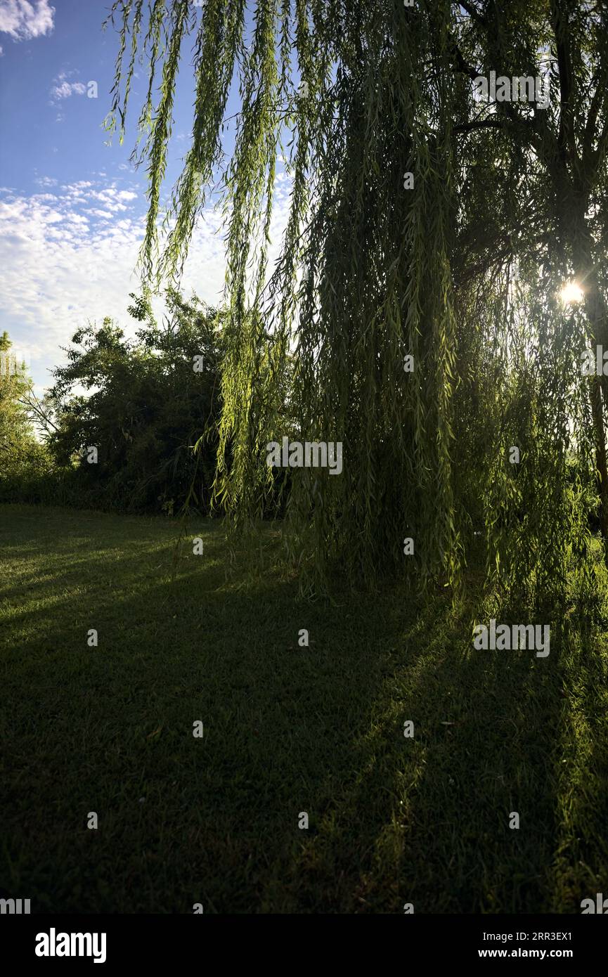 Weeping willow and reeds in a park by the lakeshore at sunset Stock ...