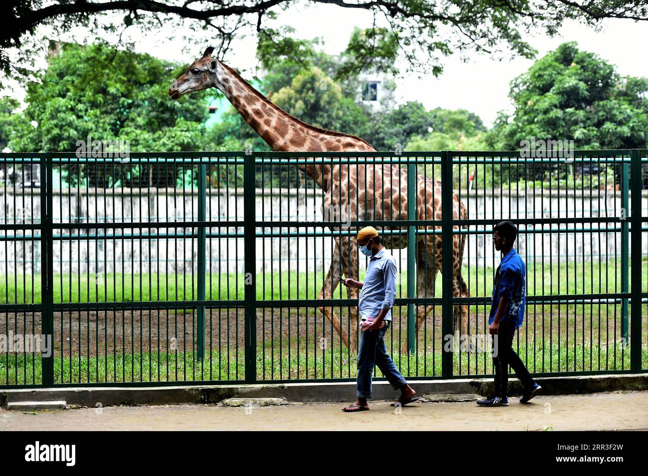 201101 -- DHAKA, Nov. 1, 2020 -- A giraffe is seen in its enclosure at ...